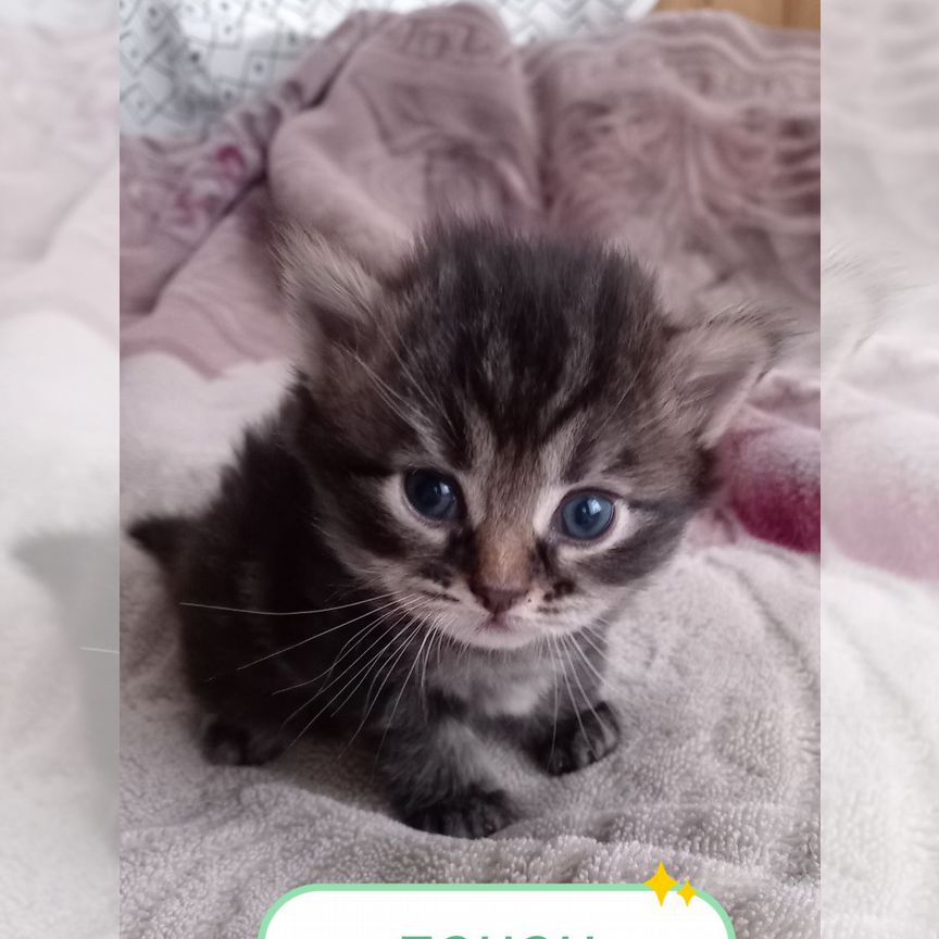 Котёнок в добрые руки