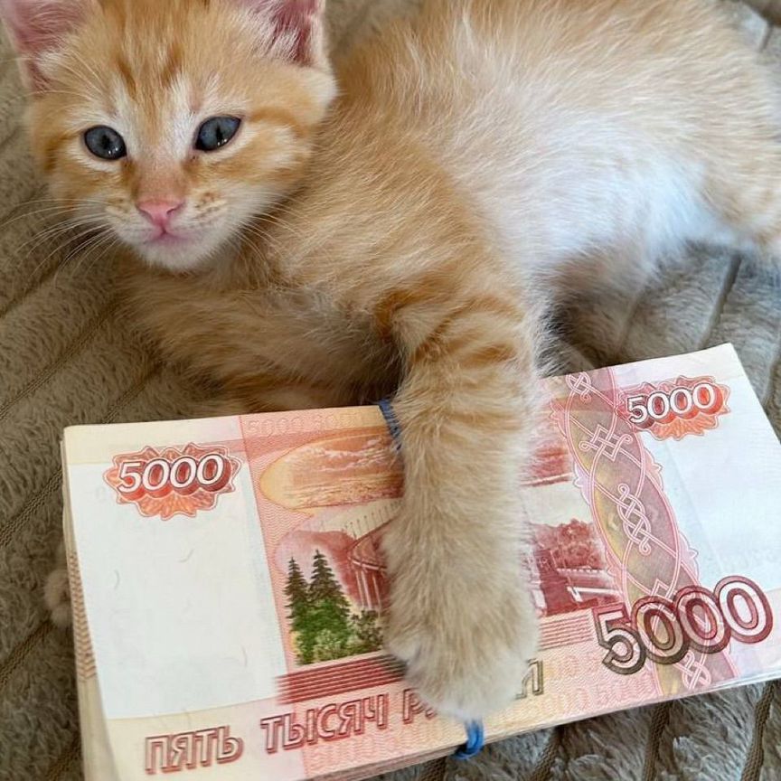 Рыжий котик в добрые руки