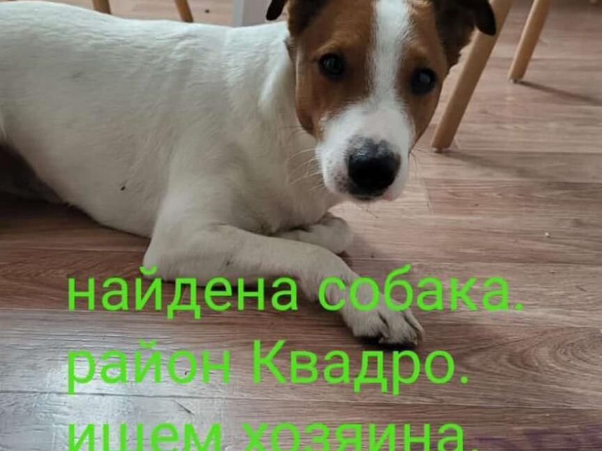 Найден Джек Рассел терьер