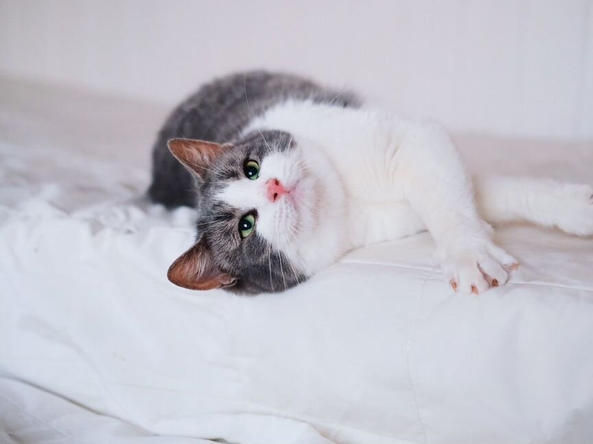 Кошка красоточка Фокачча в добрые руки