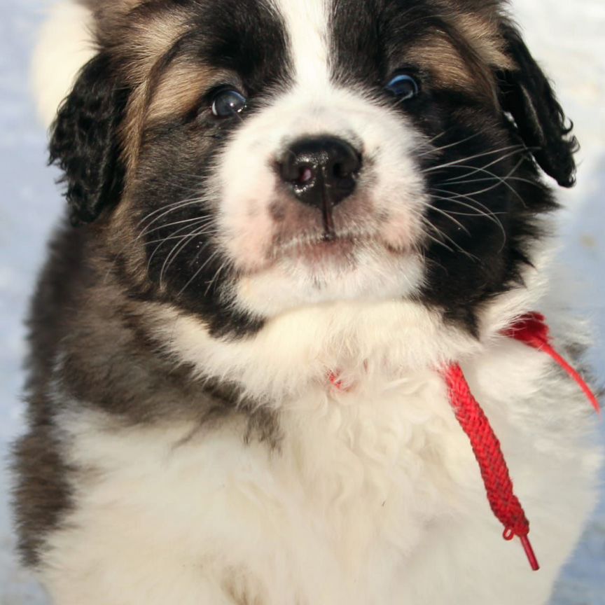 Московская сторожевая