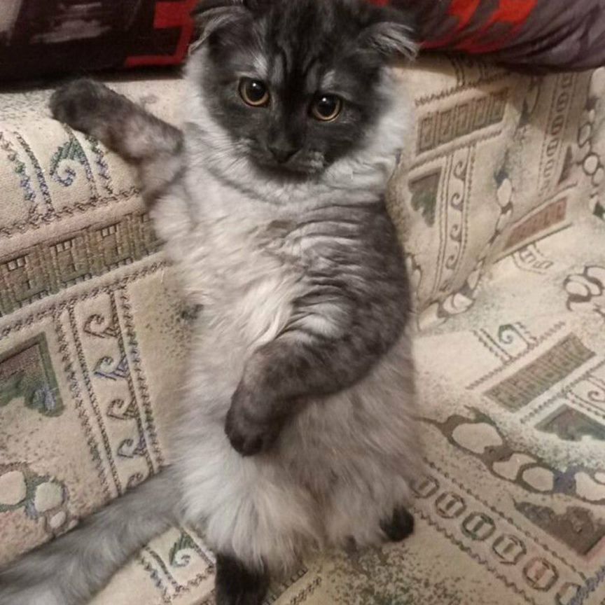 Шотландская вислоухая кошка бесплатно