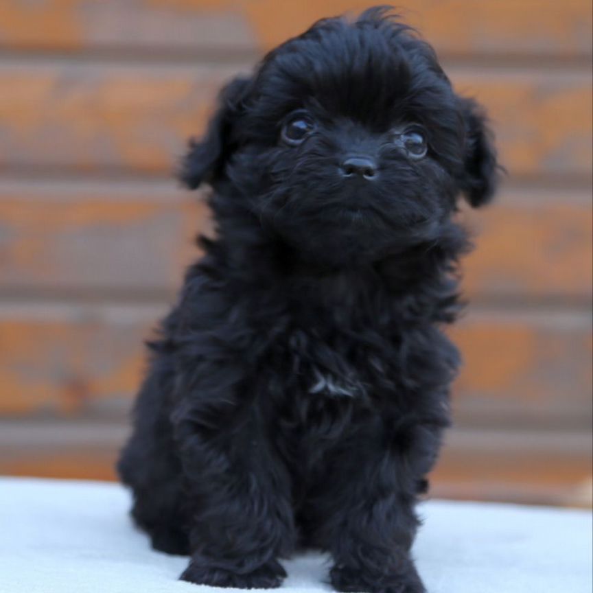 Мальтипу, щенок