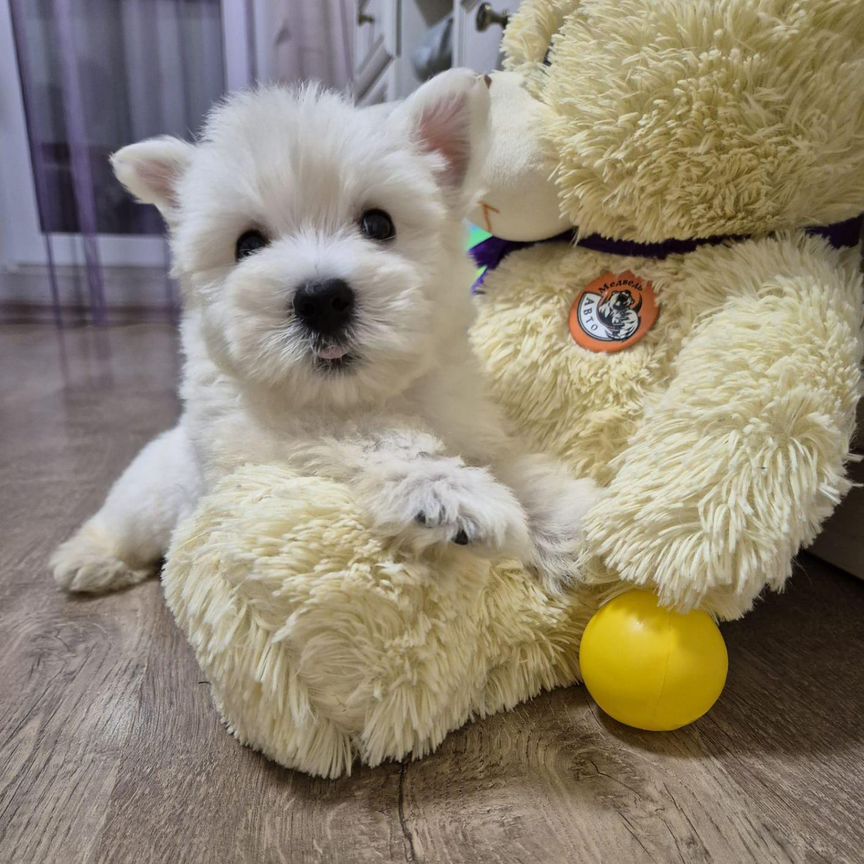 Щенки вестики