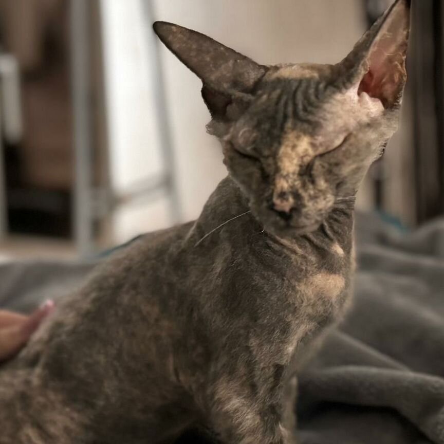 Домашние животные кошки
