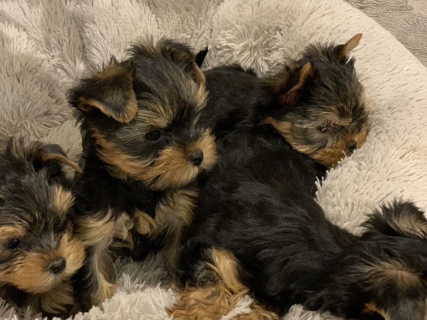 Йоркширский терьер мини беби фейс