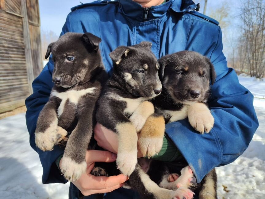 Щенки бесплатно