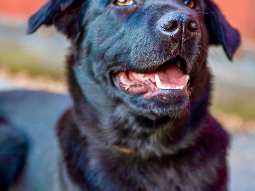 Метис лабрадора