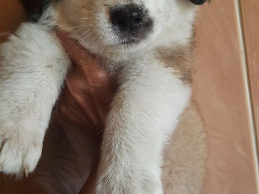 Московская сторожевая