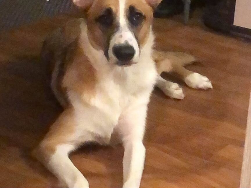 Дворняжка. Микки