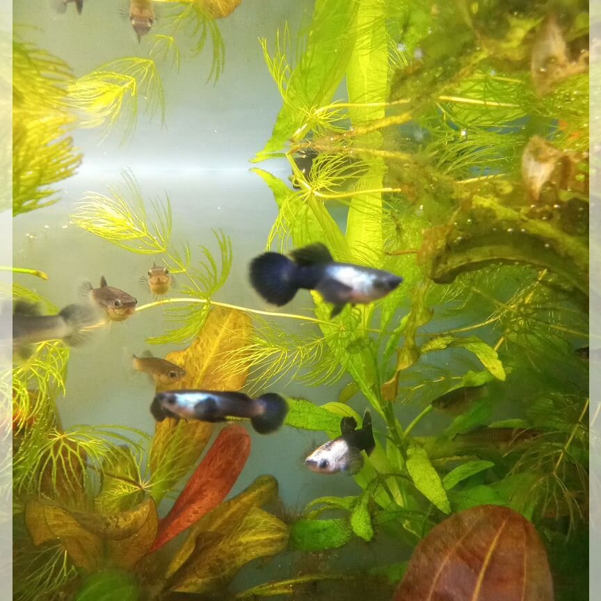 Гуппи панда