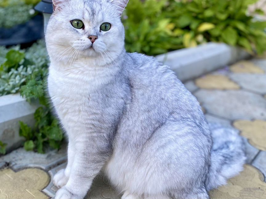 Котята от самого прекрасного котика
