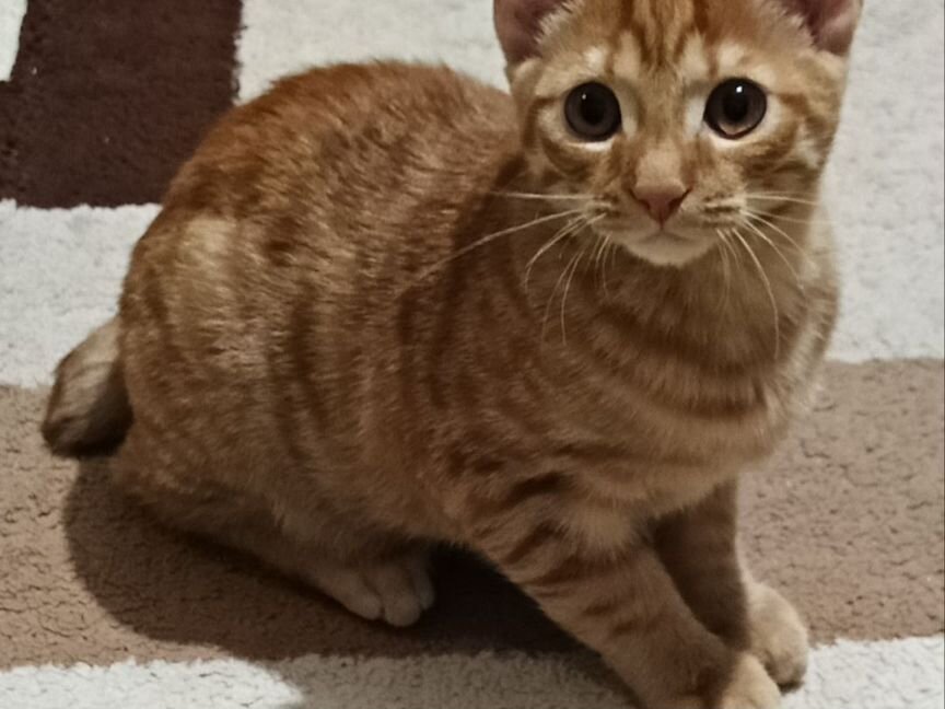 Котенок курильский бобтейл