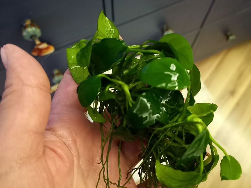 Анубиас нана петит 7+ см аквариумное растение