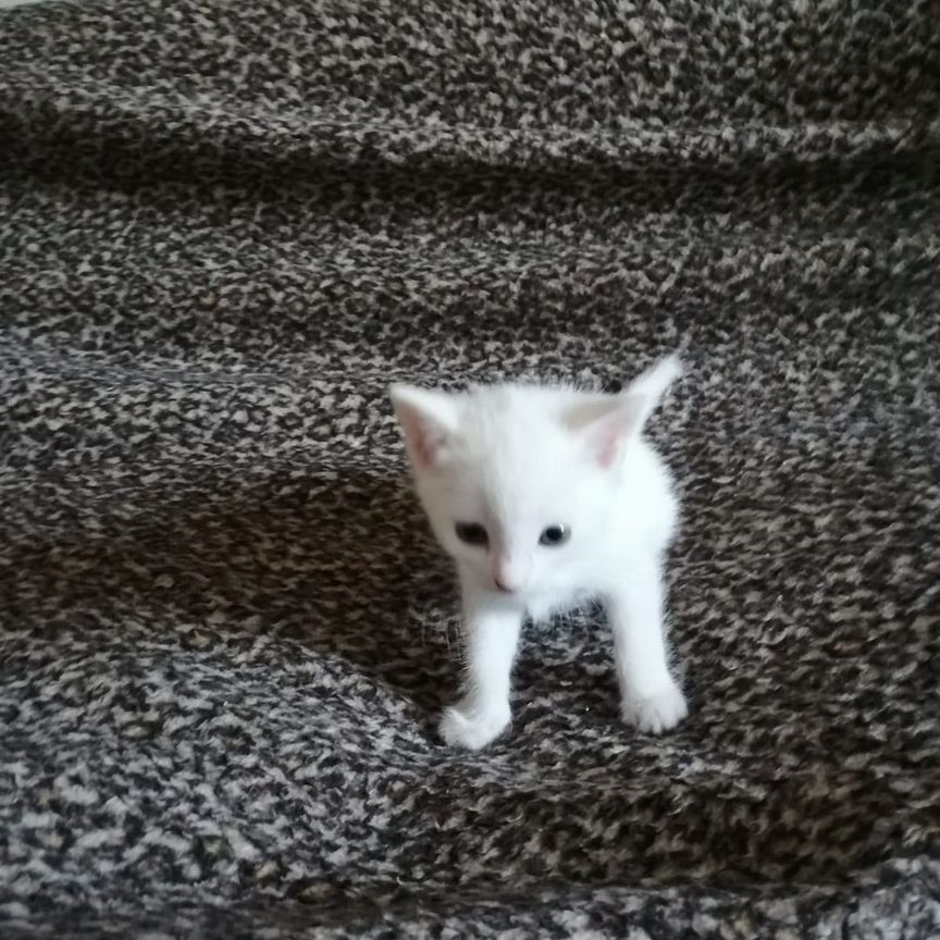 Белый котенок