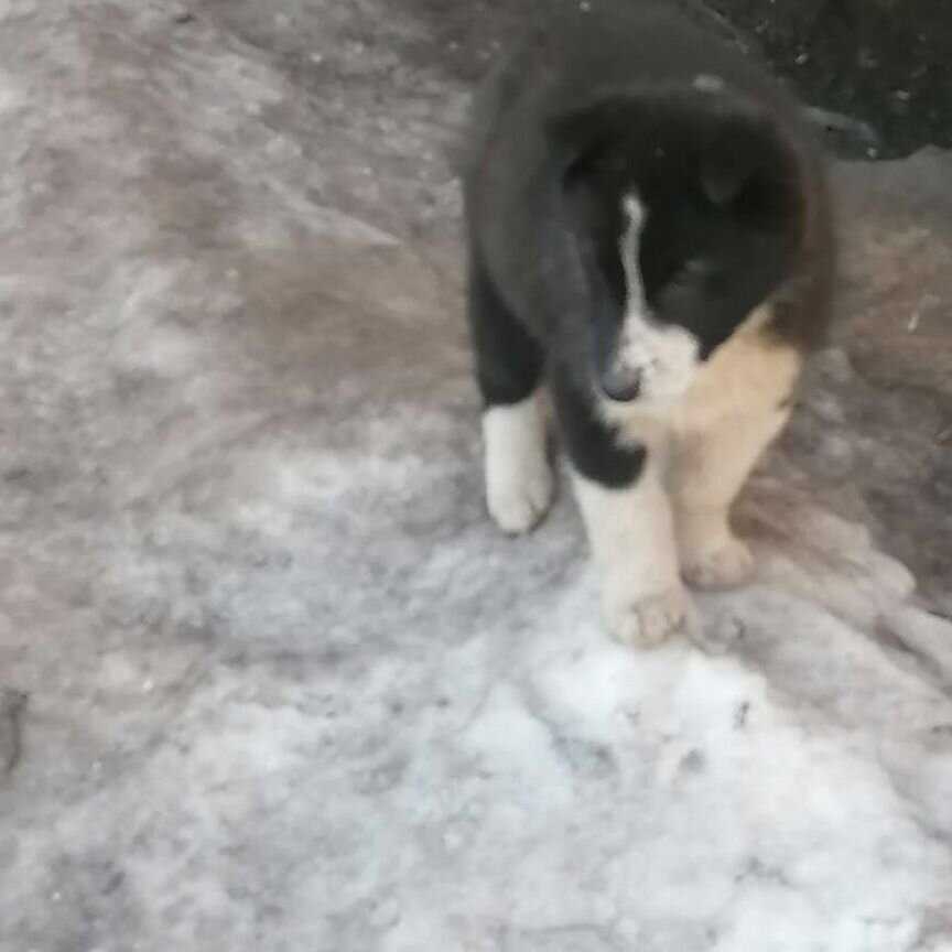 Продам Лайки