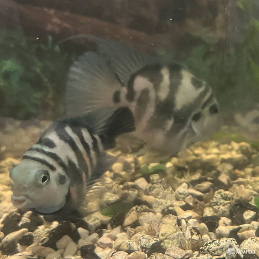 Аквариумные рыбки