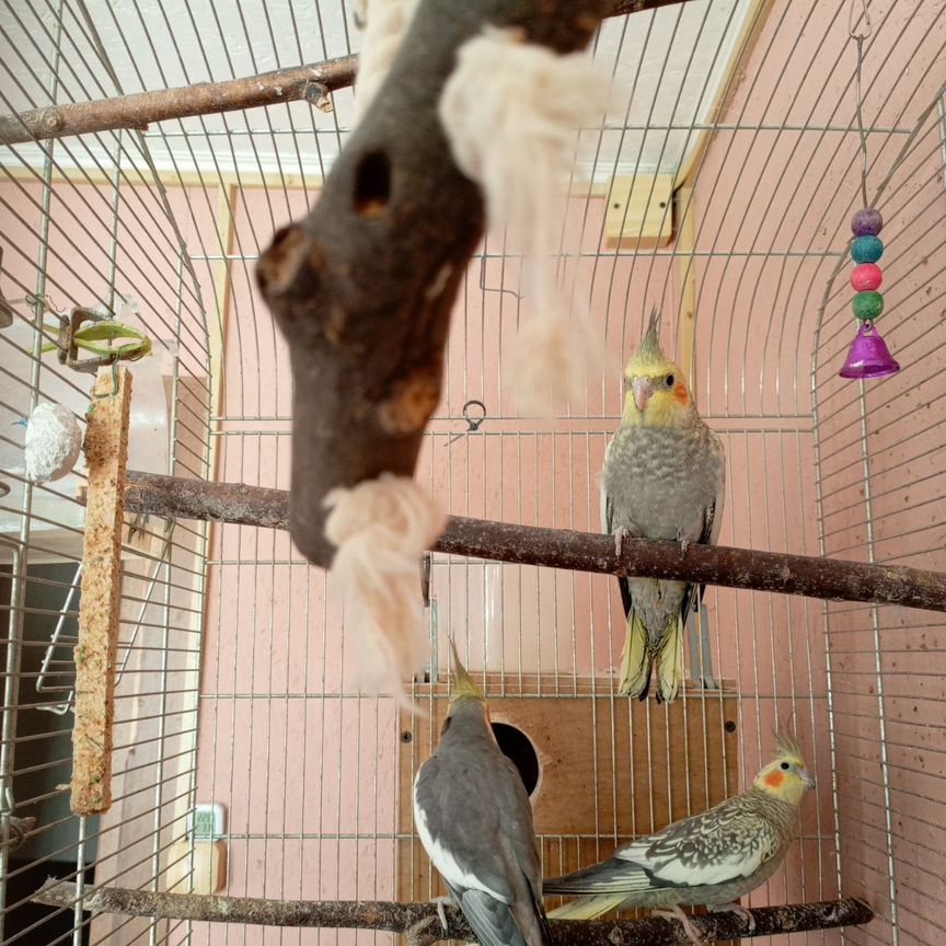 Попугай корелла