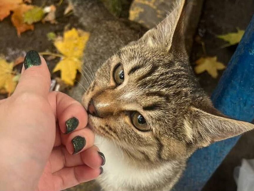 Европейская короткошерстная