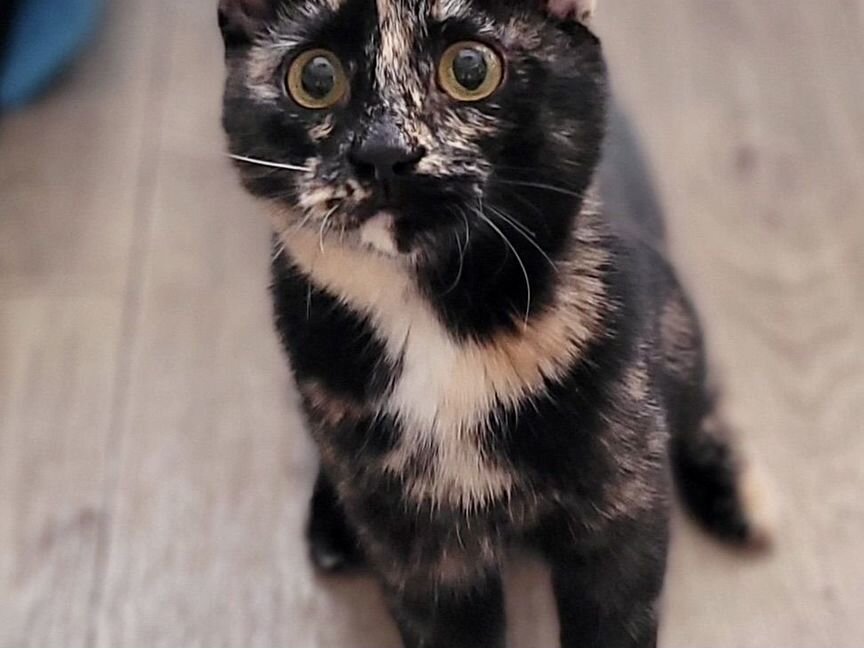 Кошка 5 месяцев