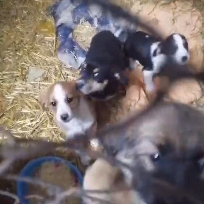 Щеночки в хорошую семью бесплатно