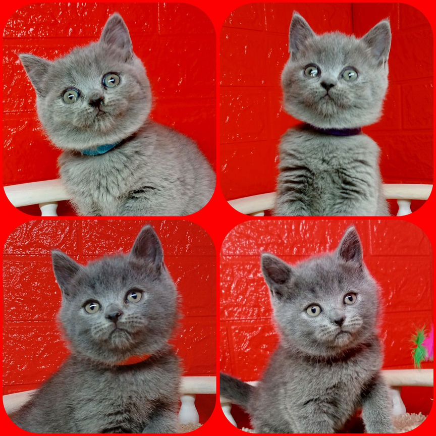 Шотландские котята