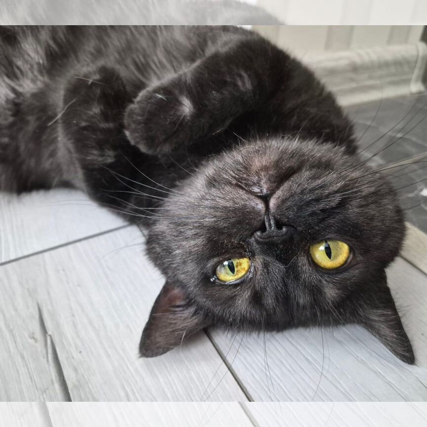 Персидский, взрослый кот