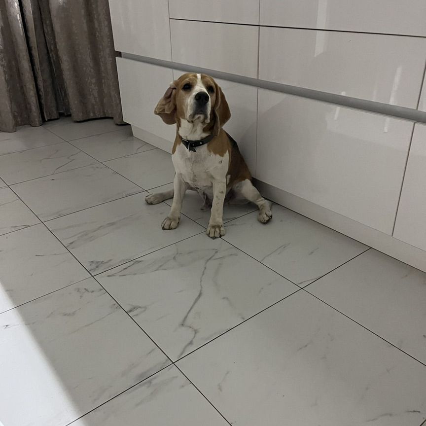 Бигль в добрые руки