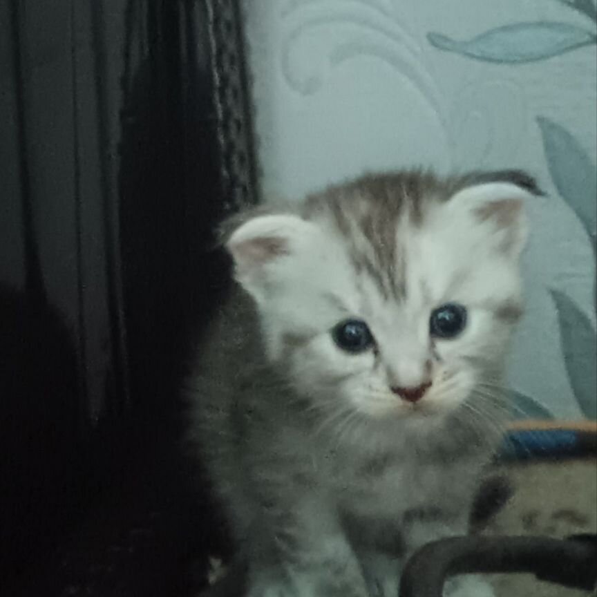 Майн-кун, Шотландская