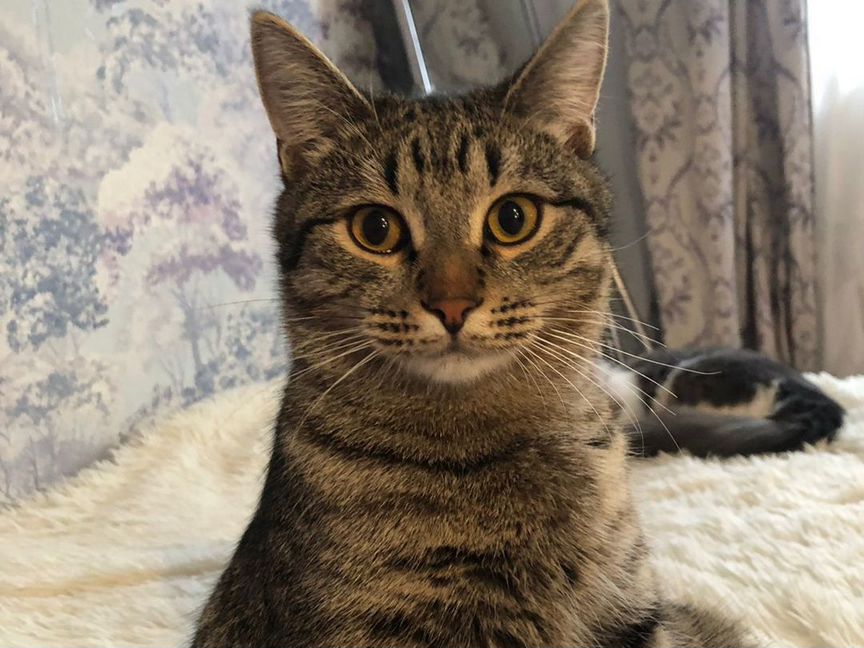 Тигровый красавчик