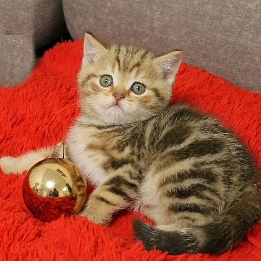 Шотландские котята