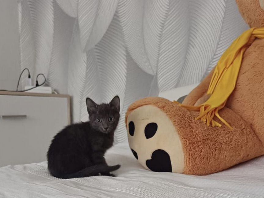 Котята в добрые руки
