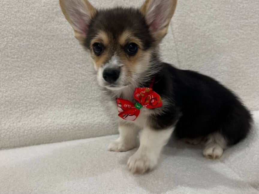 Щенки Вельш Корги Пемброк