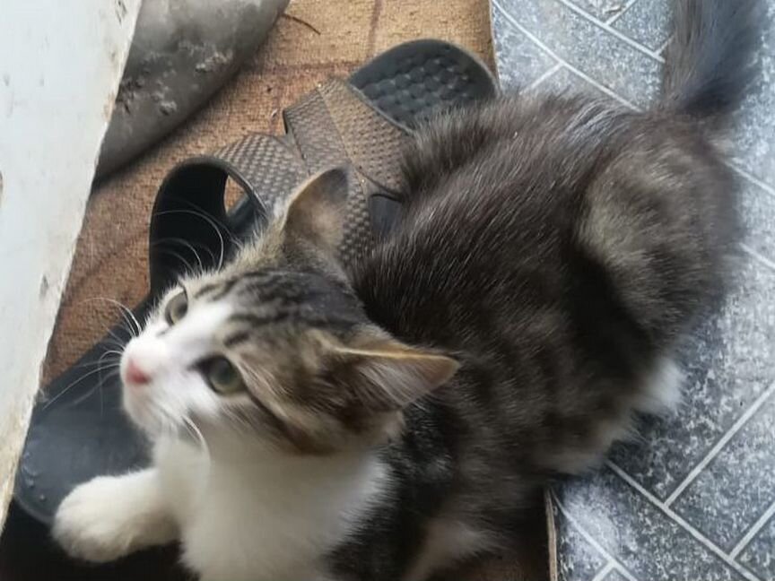 Кошечка 4 месяца, ласковая умничка