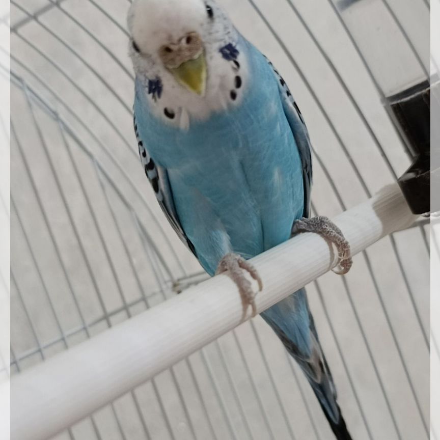 Волнистый попугай с клеткой