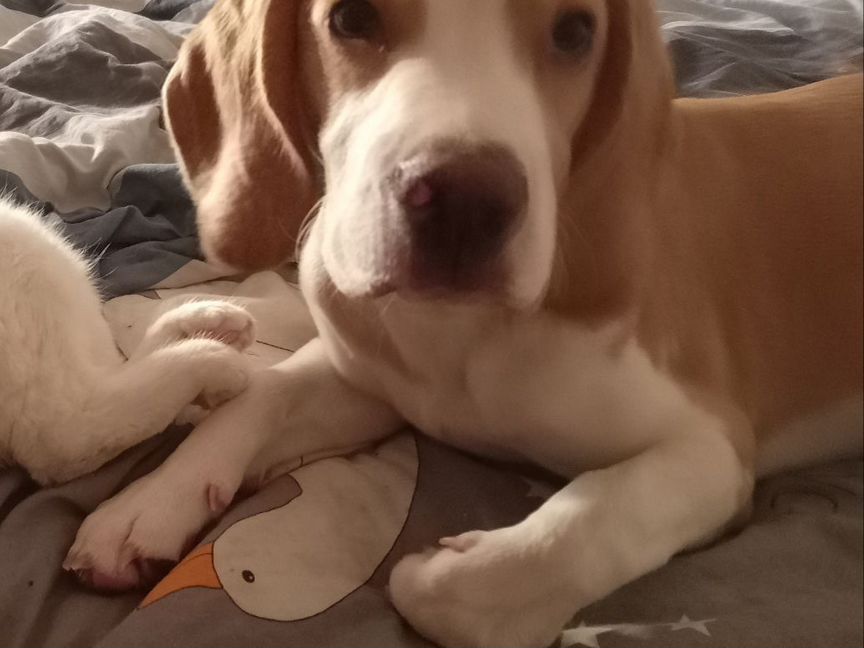 Щенок в добрые руки