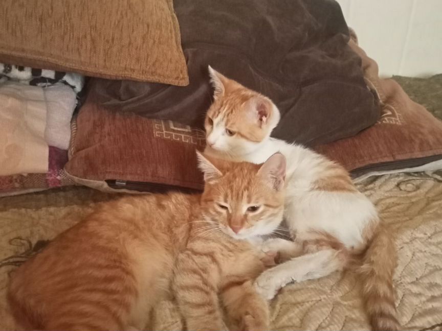 Котята в добрые руки бесплатно