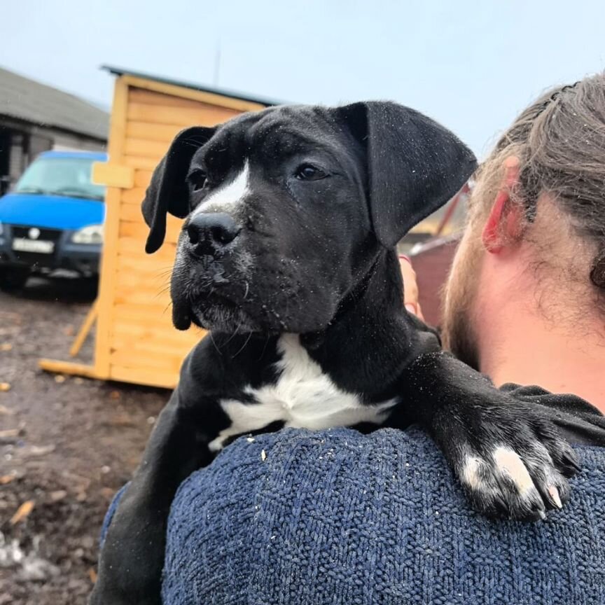 Щенки коне корсо