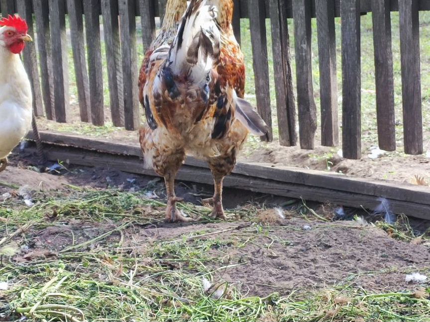 Петухи и курицы