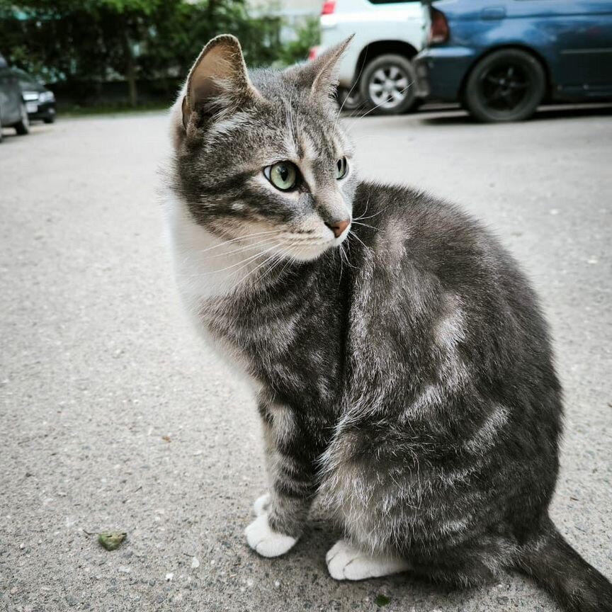 Молодой котик ищет дом