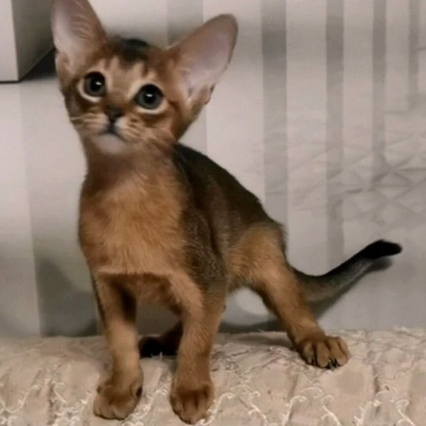 Абиссинский котёнок