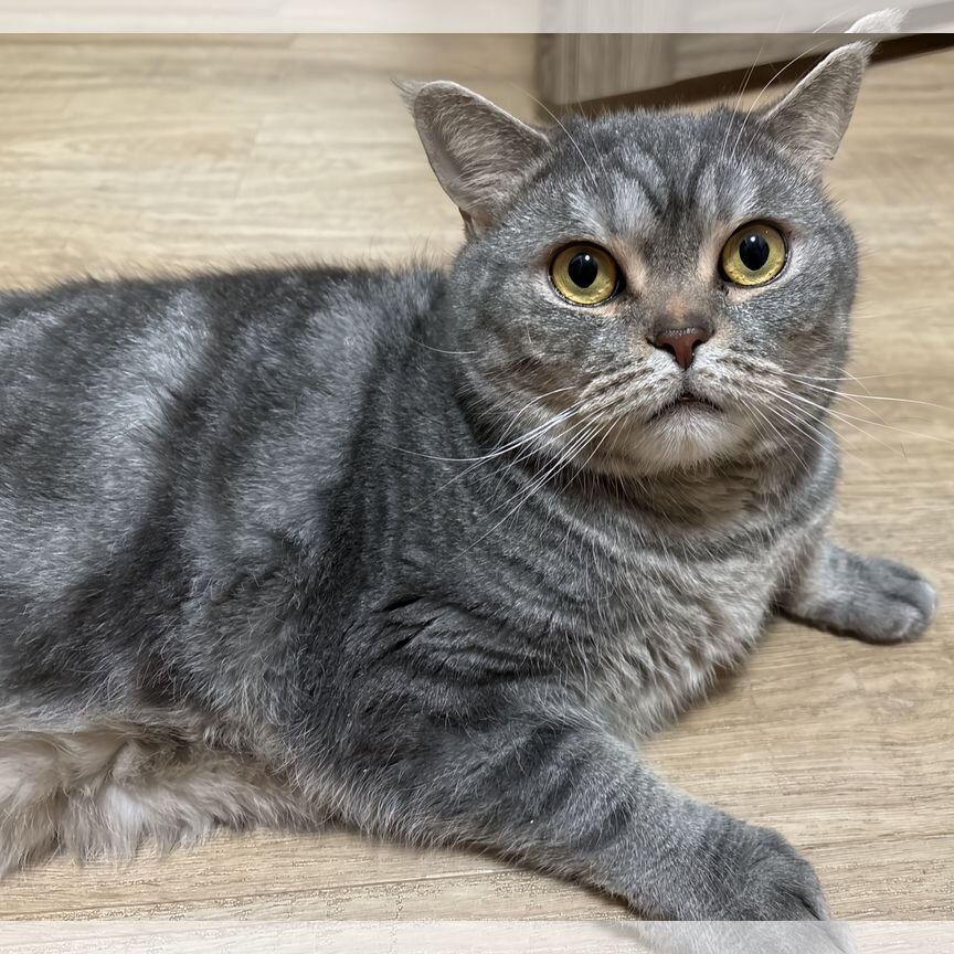 Британский короткошёрстный, взрослый кот