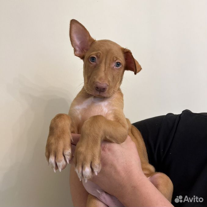 Фараонова собака