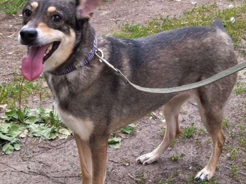 Стерилизованная Алиса