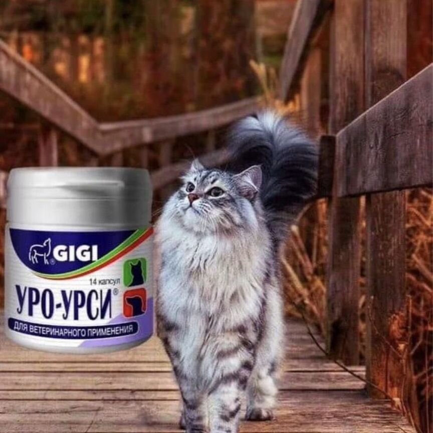 Корм Уро урси