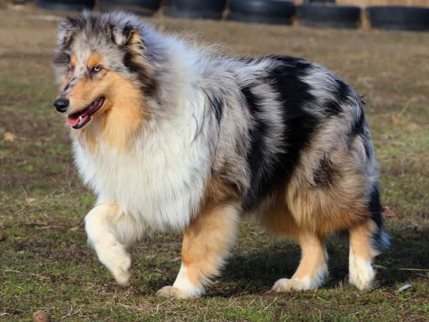 Колли