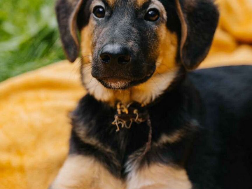 Беспородные