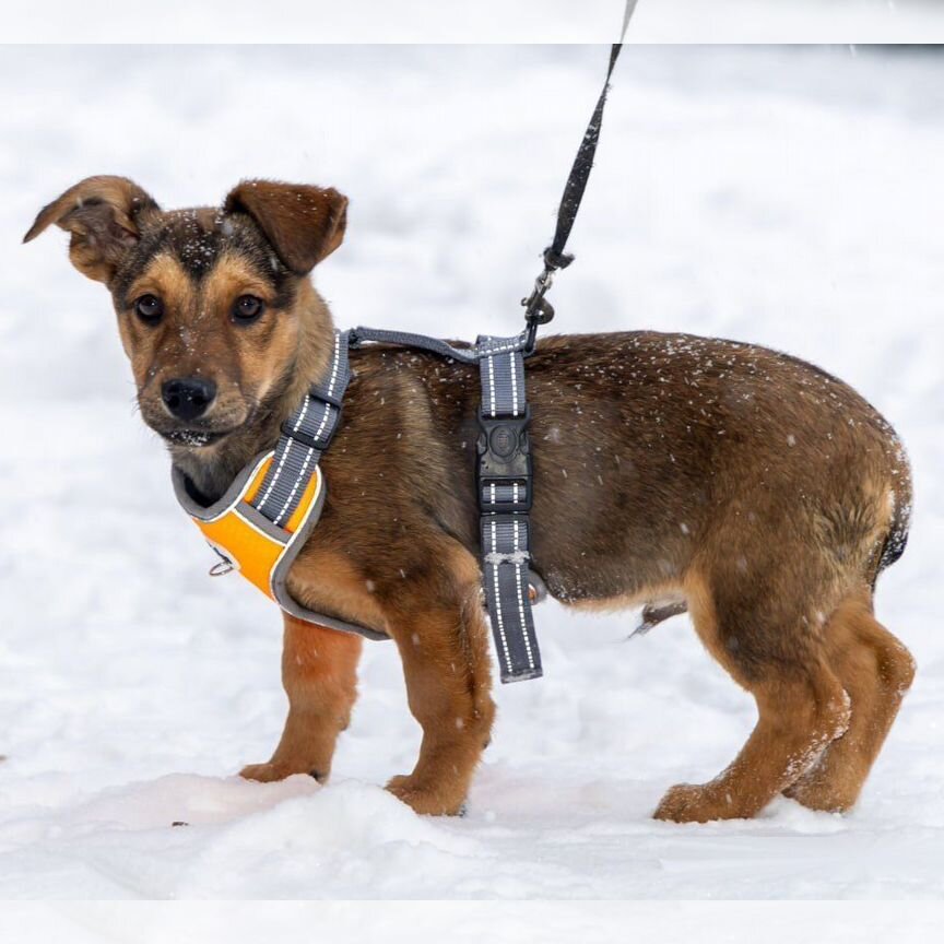 Щенок в добрые руки