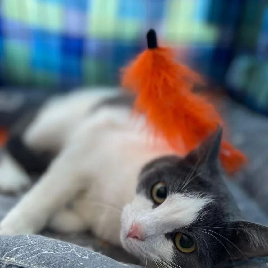 Кошка