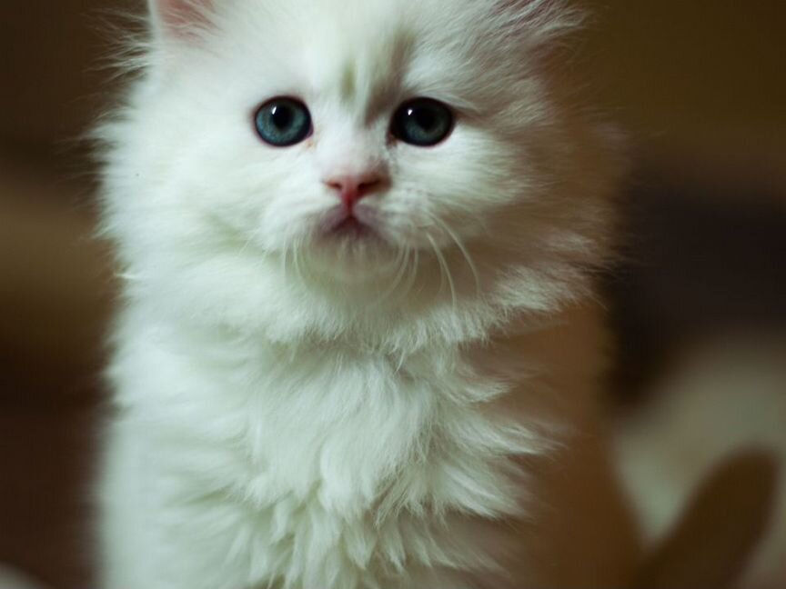 Шотландские котята хайленд